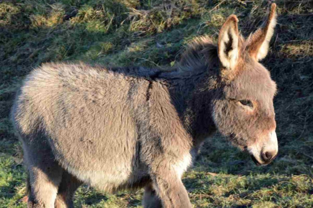 L'Italiano che alleva asini in Bulgaria, una storia incredibile