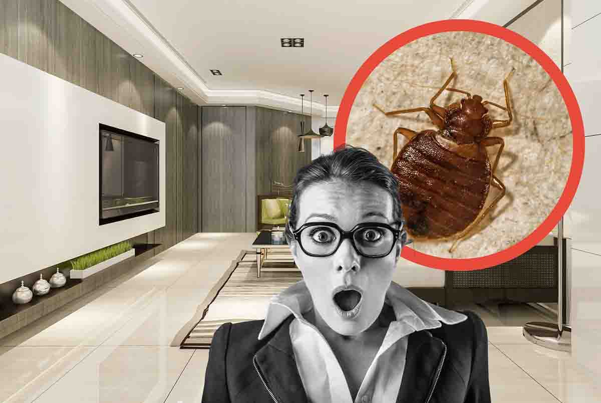 Cimici nella stanza d'albergo, l'incubo di tutti i viaggiatori: i ...